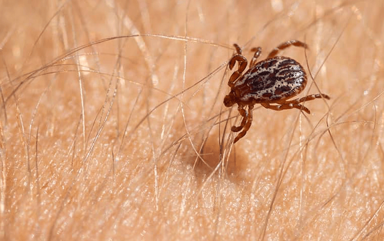 How To Identify And Remove Tick Problems On Your Crawfordville Property