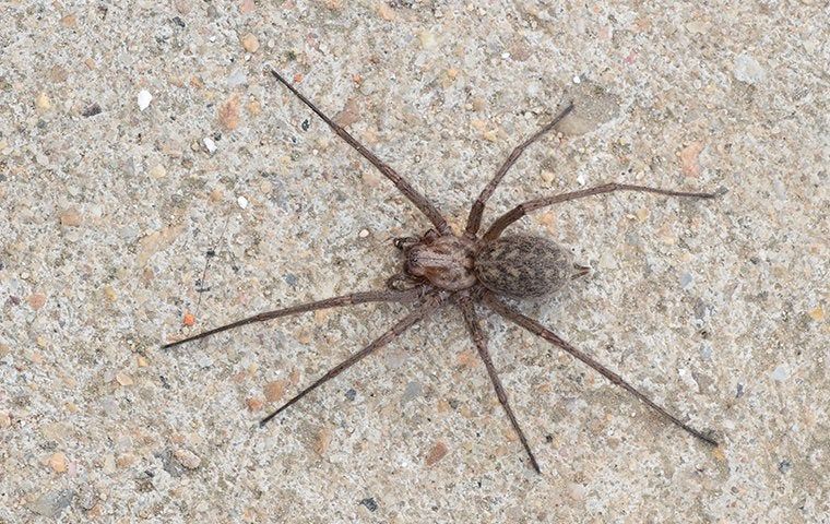 Why Spiders Invade Crawfordville Homes And How To Keep Them Out ...