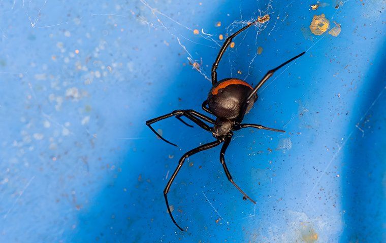 Black Widow Spiders In Crawfordville: How To Identify And Safely Remove ...