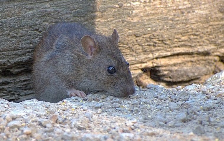 What To Do About Rats Creeping Around Your Crawfordville Property ...