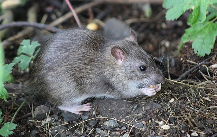 Rat Control 101: What Every Crawfordville Property Owner Needs To Know ...